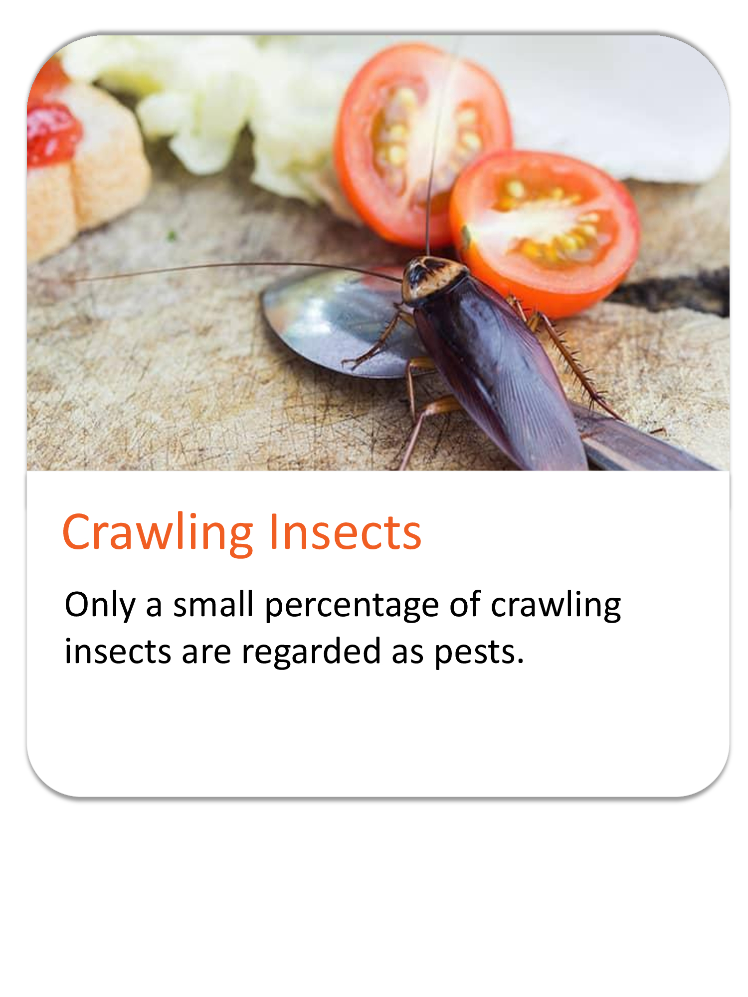 Flying Insect Syahraya