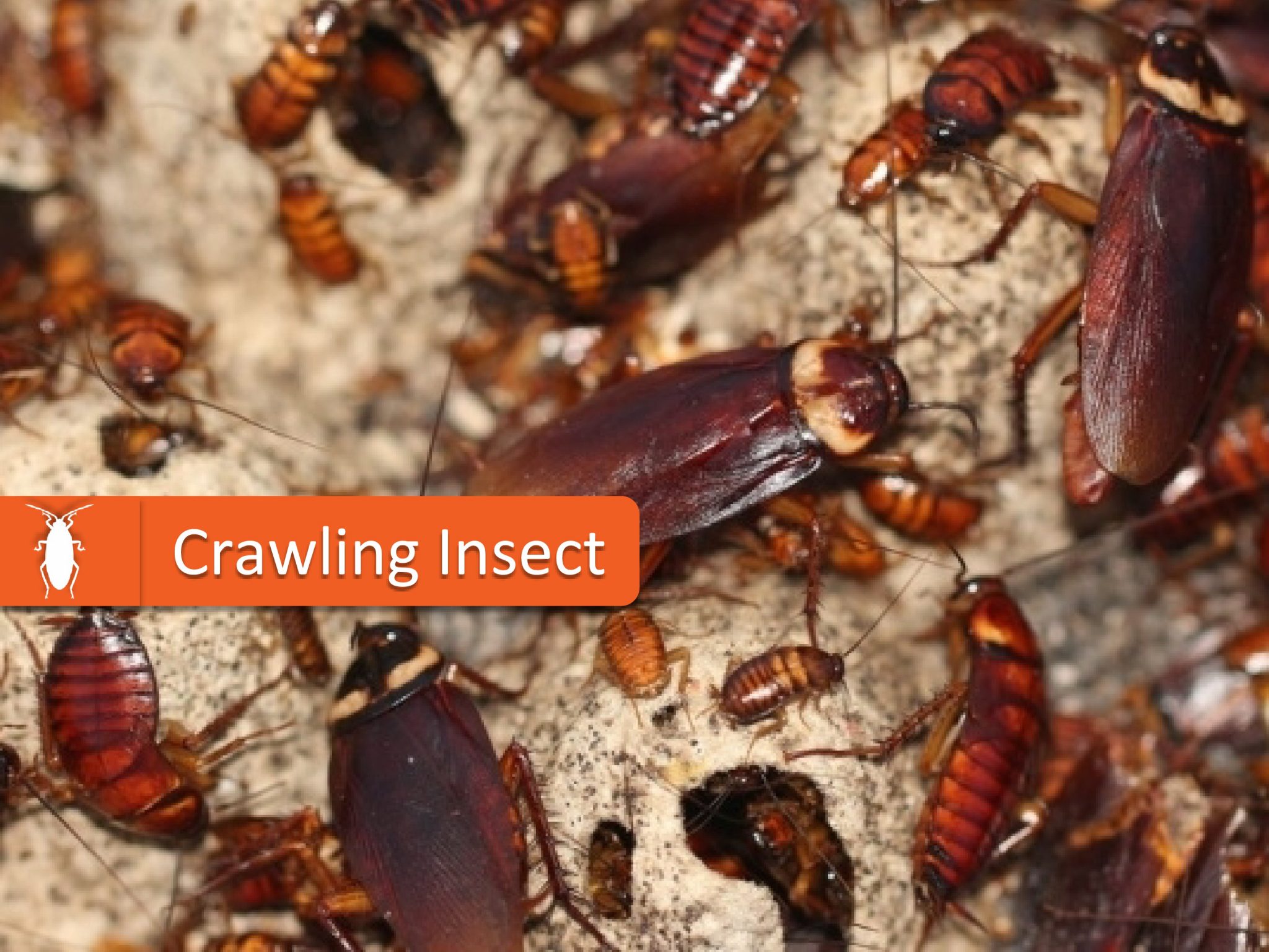 Crawling Insect